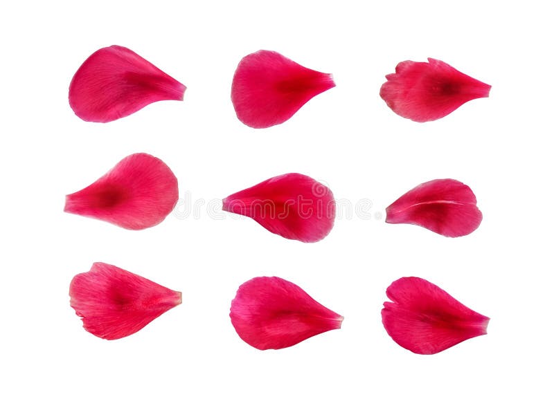 Flower 9 Petals Stock Illustrations – 553 Flower 9 Petals Stock ...