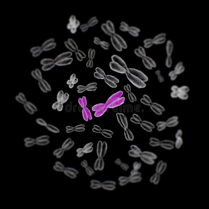 Set of human chromosomes stock illustration. Illustration of ...