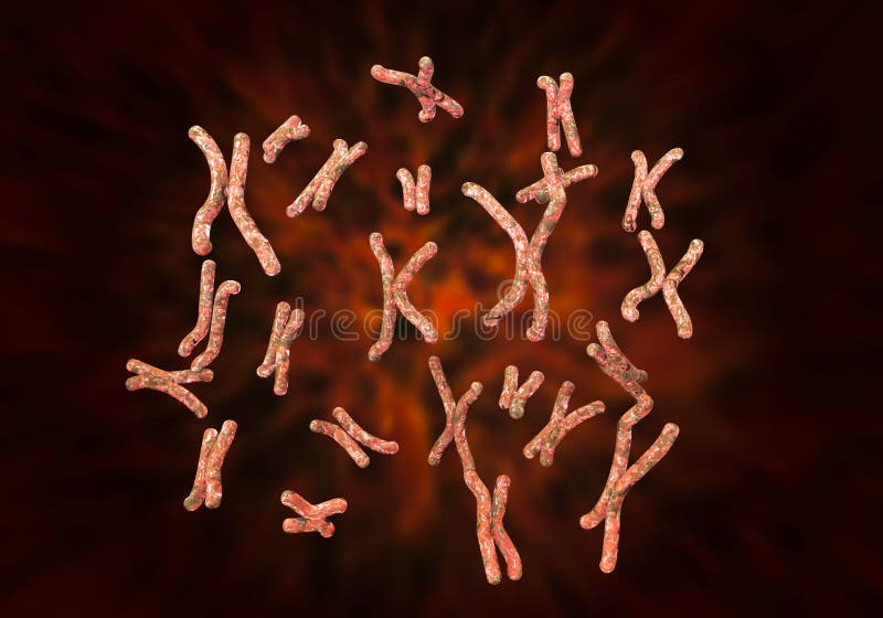 Human Chromosomes Under Light Microscope. 1000x Magnification Stock ...