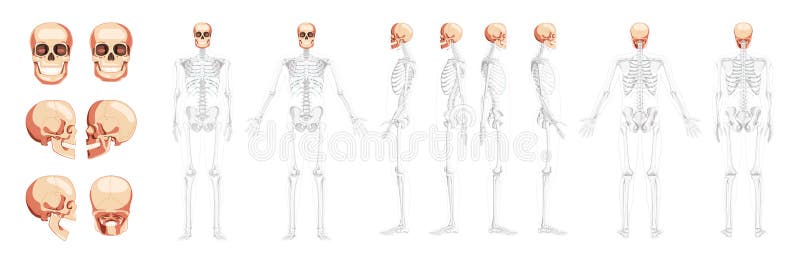 Set of Human Head Skull Skeleton Front Back Side View with Open Side ...