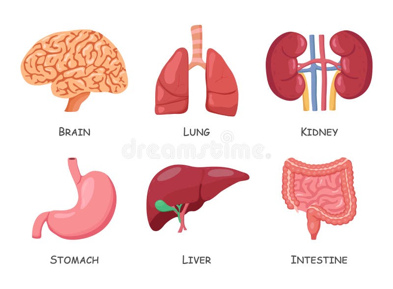 Set of Human Internal Organs . Cartoon Design . Isolated Stock Vector ...