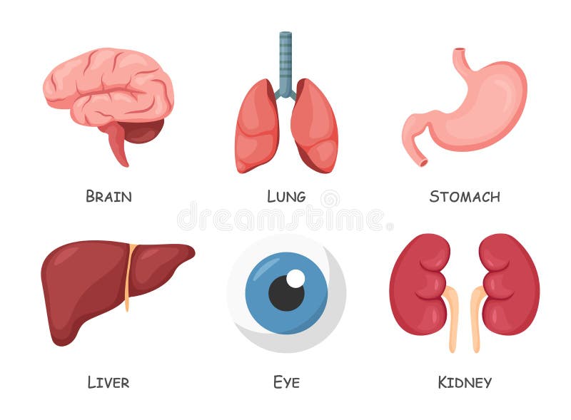 Set of Human Internal Organs . Cartoon Design . Isolated Stock Vector ...