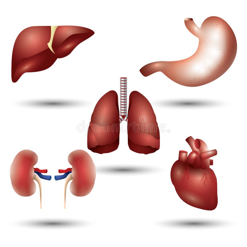 Set of Human Internal Organs. Vector Illustration Decorative Design ...
