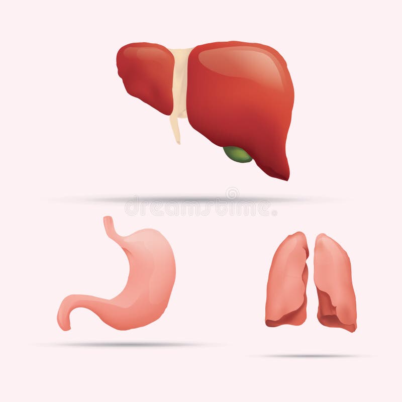 Set of Human Internal Organs. Vector Illustration Decorative Design ...