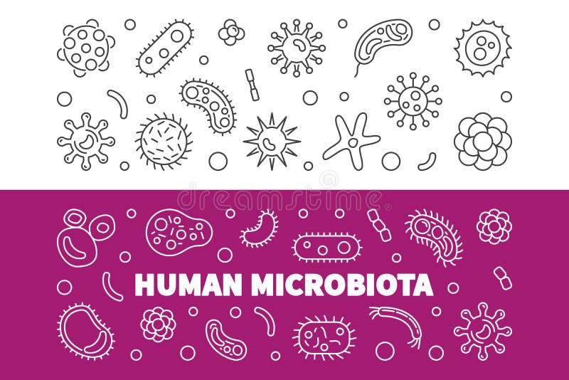 Set Of 2 Human Microbiota Line Banners. Vector Illustration Stock ...