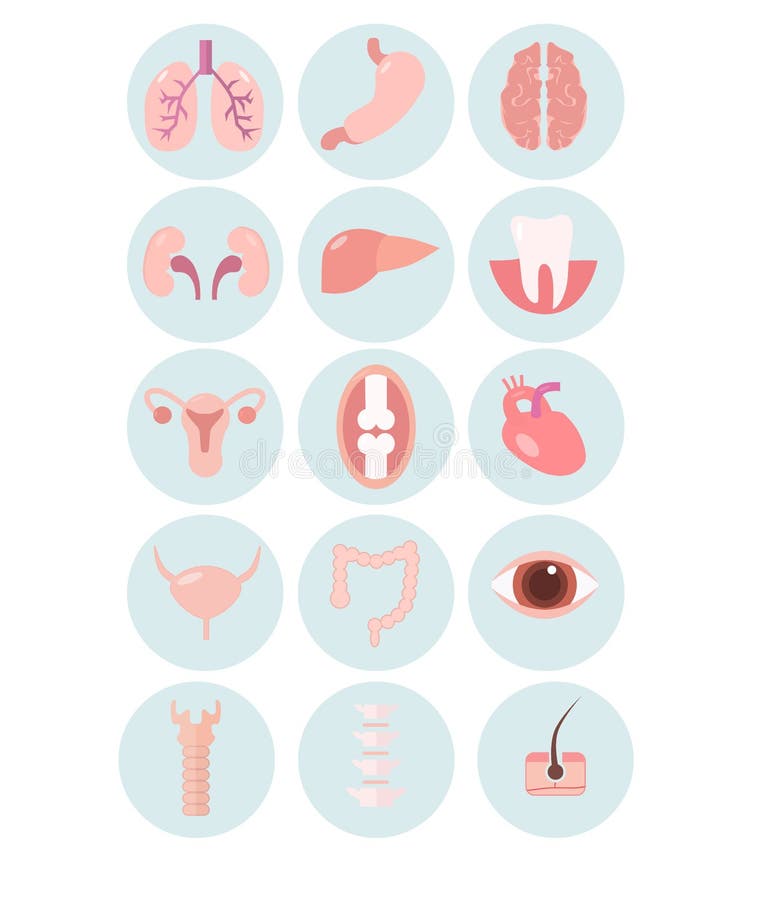 Set of Human Organs Colored , Flat Style , Illustration Stock ...