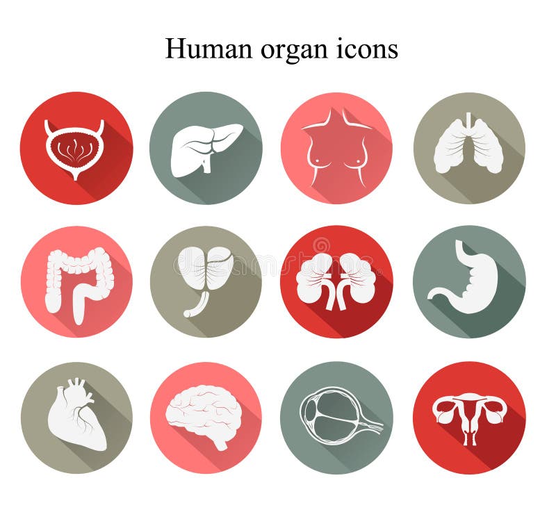 Blue Infographic Icon Set with Internal Organs Stock Vector ...