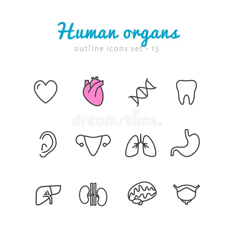 Set of human organs icons stock vector. Illustration of element - 65611061