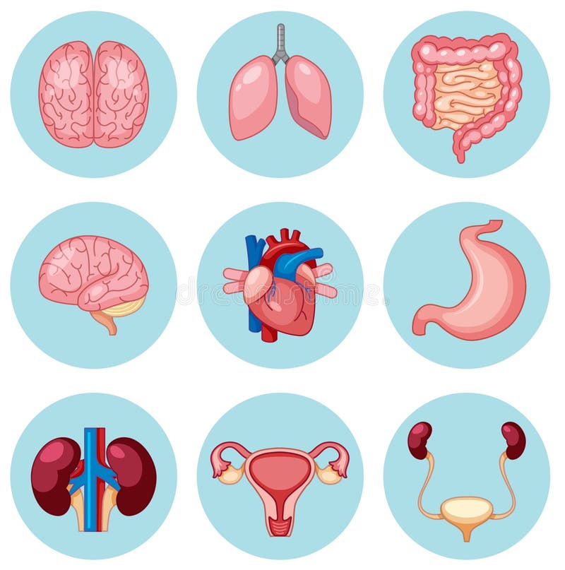 A Set of Human Organs stock vector. Illustration of anatomy - 120007048