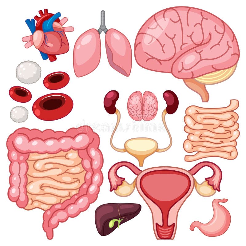 Set of human organs stock vector. Illustration of heart - 274852777 Set of human organs stock vector. Illustration of heart - 274852777