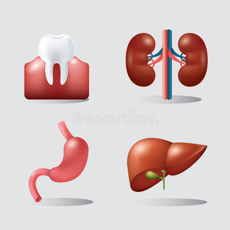 Set of Human Organs. Vector Illustration Decorative Design Stock Vector ...