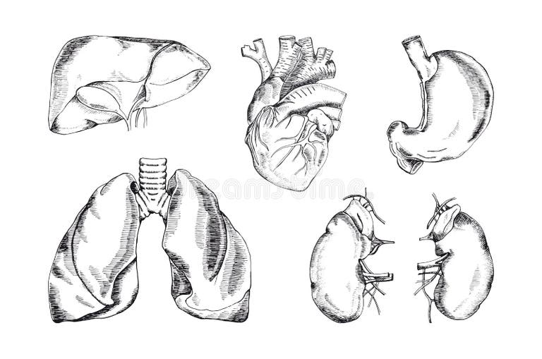 Organs Line Drawing Stock Illustrations – 1,112 Organs Line Drawing ...