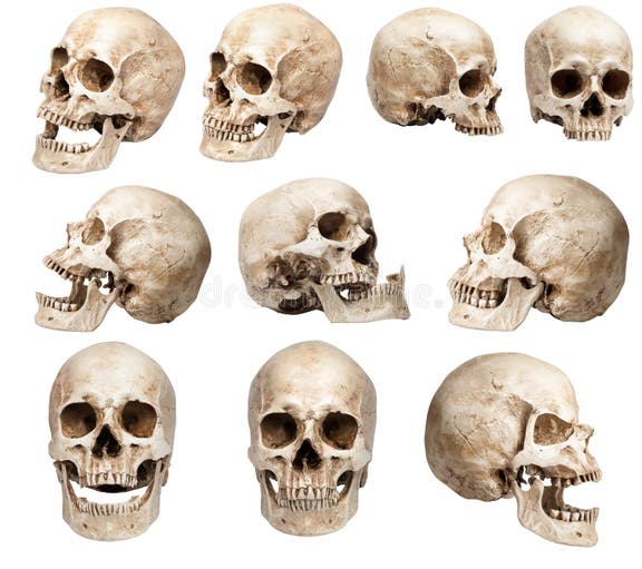 Set of Human Skulls in Different Angles. Isolated Stock Photo - Image ...