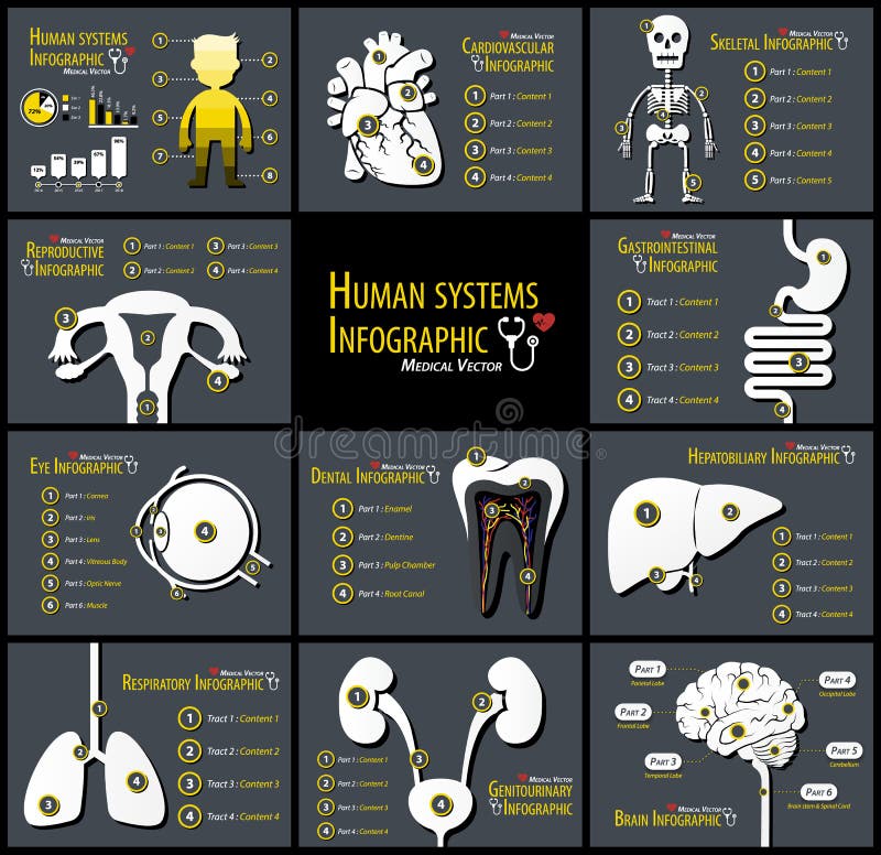 Set of Human Systems Infographics Stock Vector - Illustration of heath ...