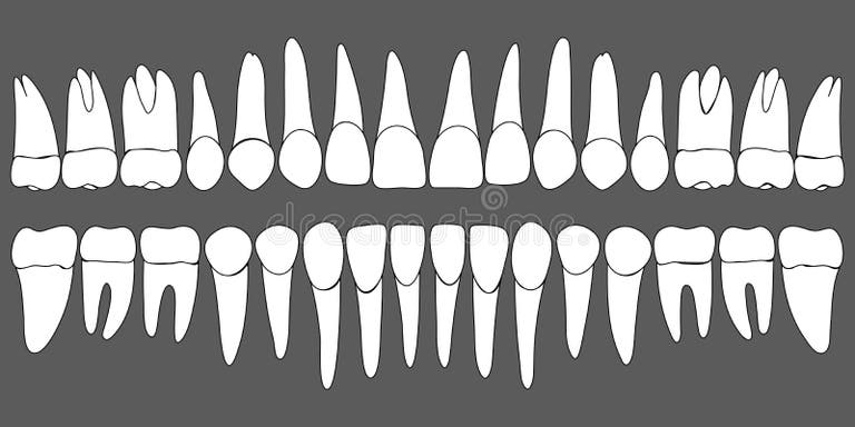 Human Teeth Row Stock Illustrations – 718 Human Teeth Row Stock ...