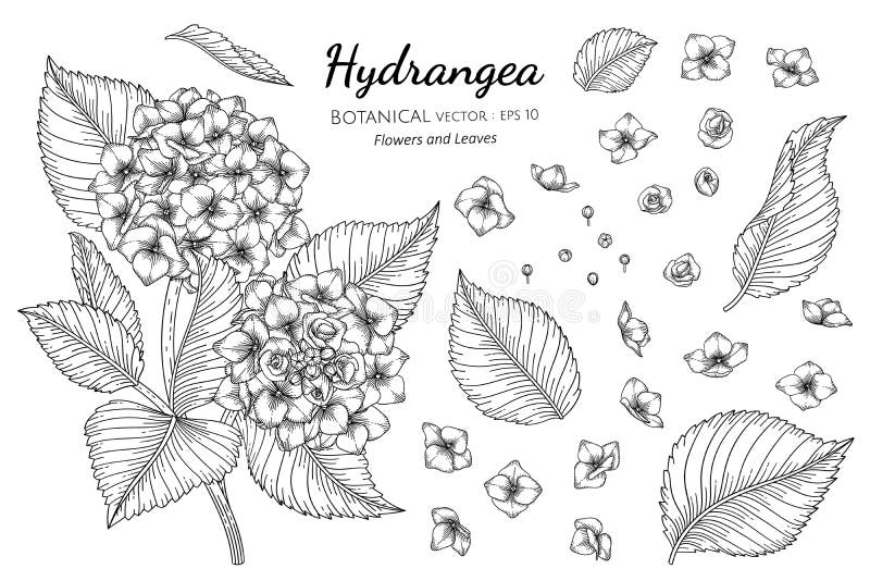 Outline Hydrangea Leaf Stock Illustrations – 1,273 Outline Hydrangea ...