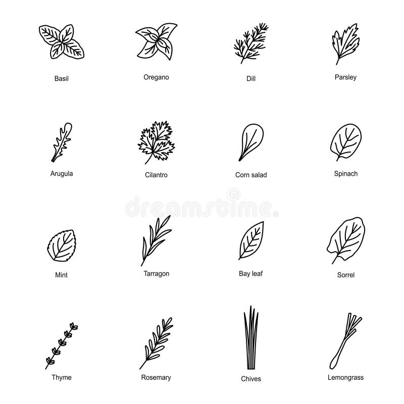 Set of Icons of Culinary Herbs, Vector Illustration Stock Vector ...