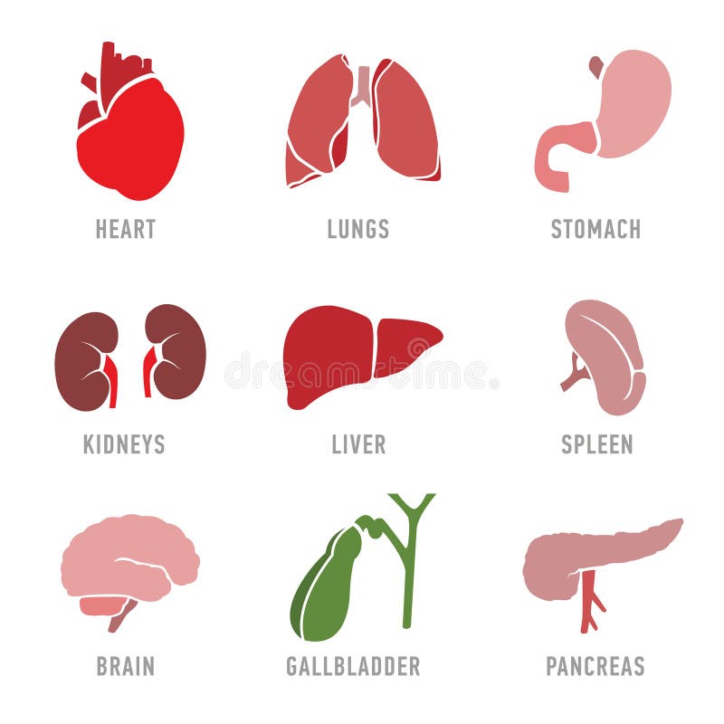 Set with Icons of Human Organs. Vector Stock Vector - Illustration of ...