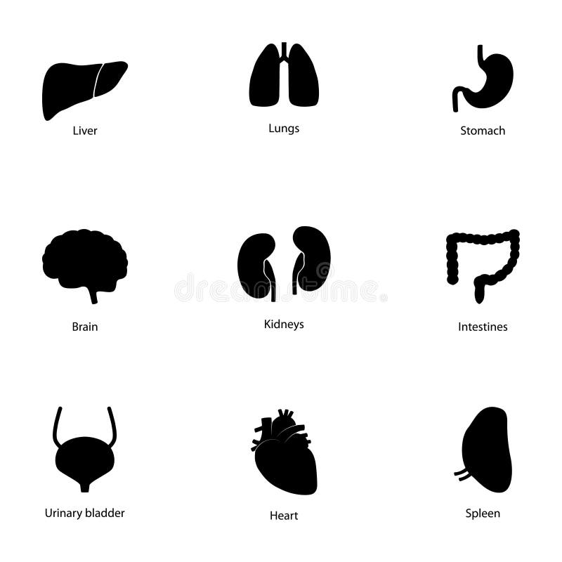 Set of Icons of Human Organs, Vector Illustration Stock Vector ...