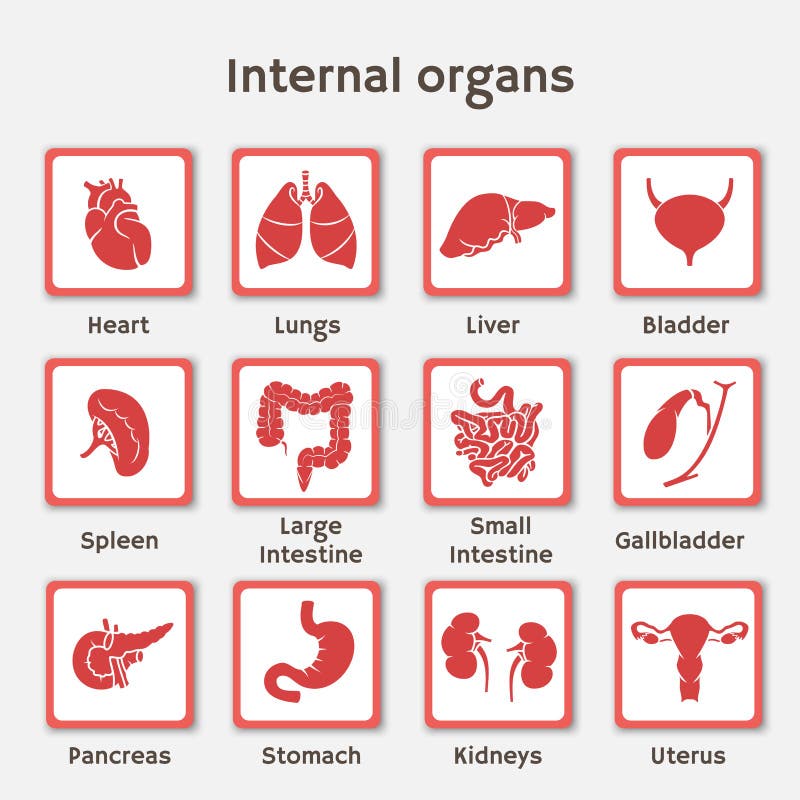 Blue Infographic Icon Set with Internal Organs Stock Vector ...