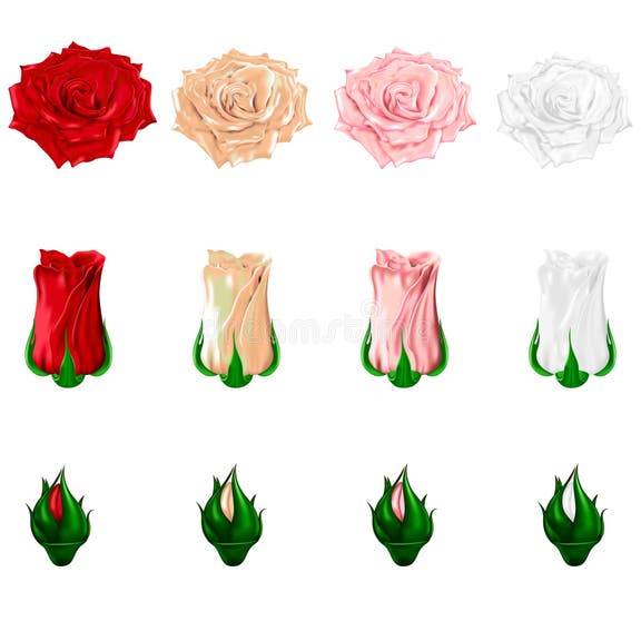 Set of Icons of Multi-colored Roses on a White Background.Vector ...