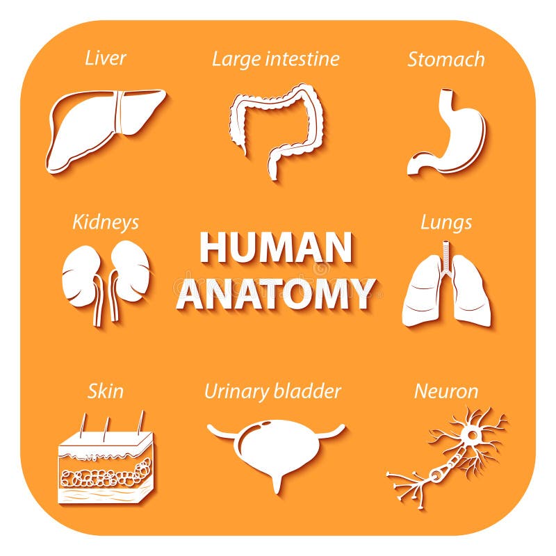 Set Icons with Shadow. Human Organs Stock Vector - Illustration of ...