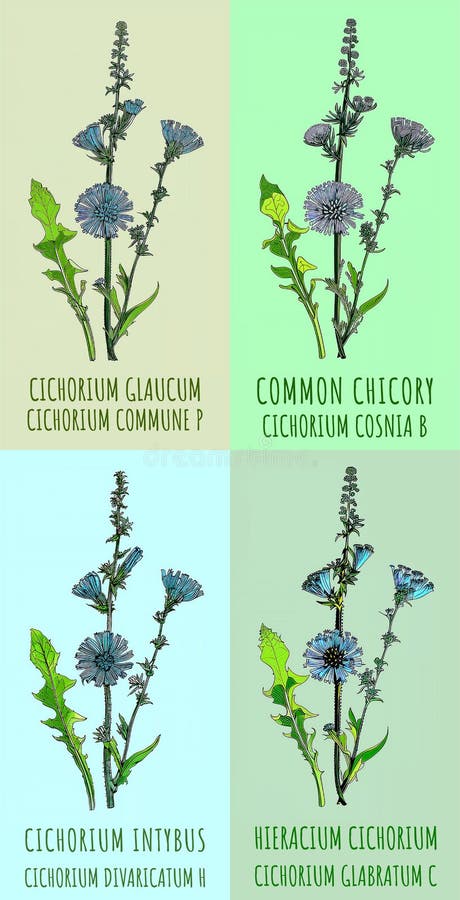 Set Illustration of COMMON CHICORY in Various Colors. Created Using ...