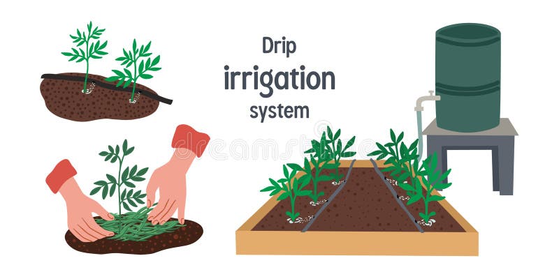 Set of Illustration about Drip Irrigation System Stock Vector ...