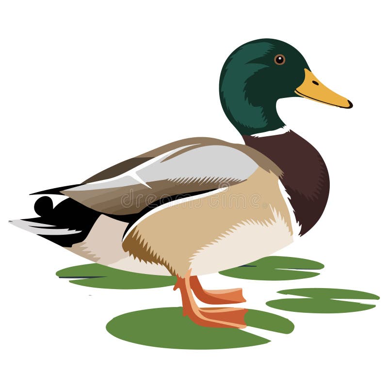 Set of Illustration Duck. Clean Vector Design Stock Vector ...