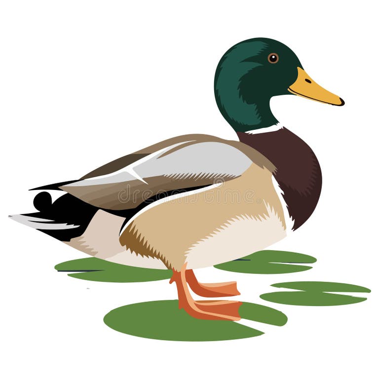 Set of Illustration Duck. Clean Vector Design Stock Vector ...