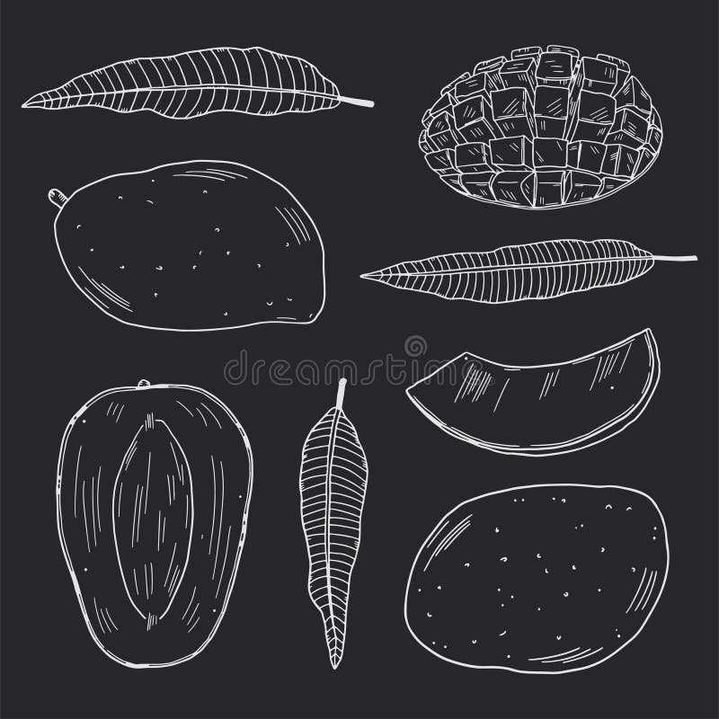 A Set of Illustrations of Mango Fruits in Different Types and Leaves of ...