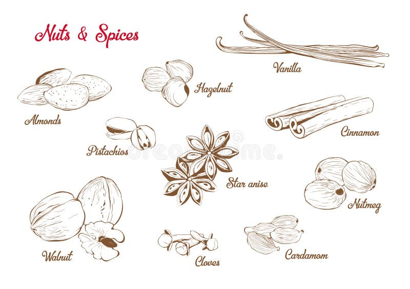 Set of Illustrations with Spices and Nuts Stock Vector - Illustration ...