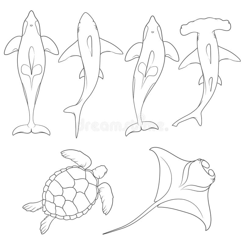 Shark Top View Stock Illustrations – 208 Shark Top View Stock ...