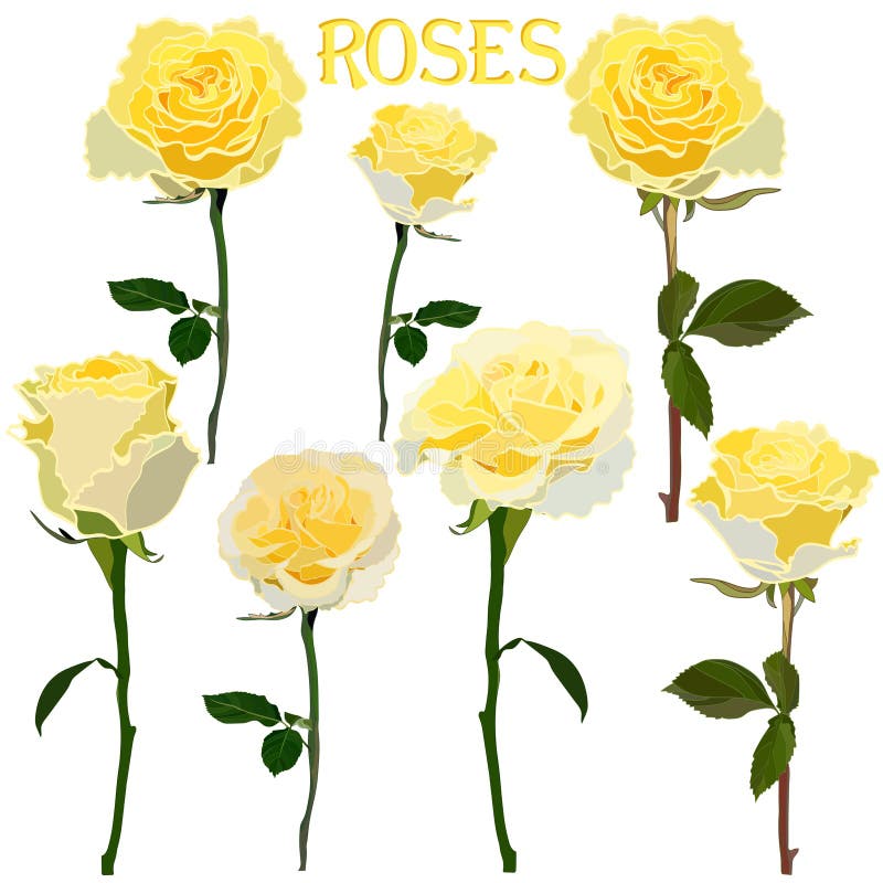 Set of Images of Yellow Roses on a Stem Isolated on a White Background ...
