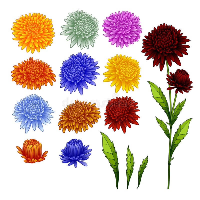 Set of Inflorescences of Aster Flowers of Different Colors. Vector ...
