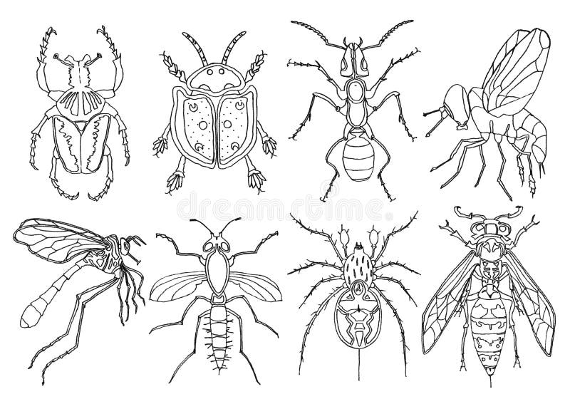Set of Ink Illustration of Insects Stock Illustration - Illustration of ...