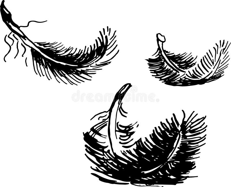 Set of Ink Sketces of Black Swan Feathers Vector Isolated Stock Vector ...