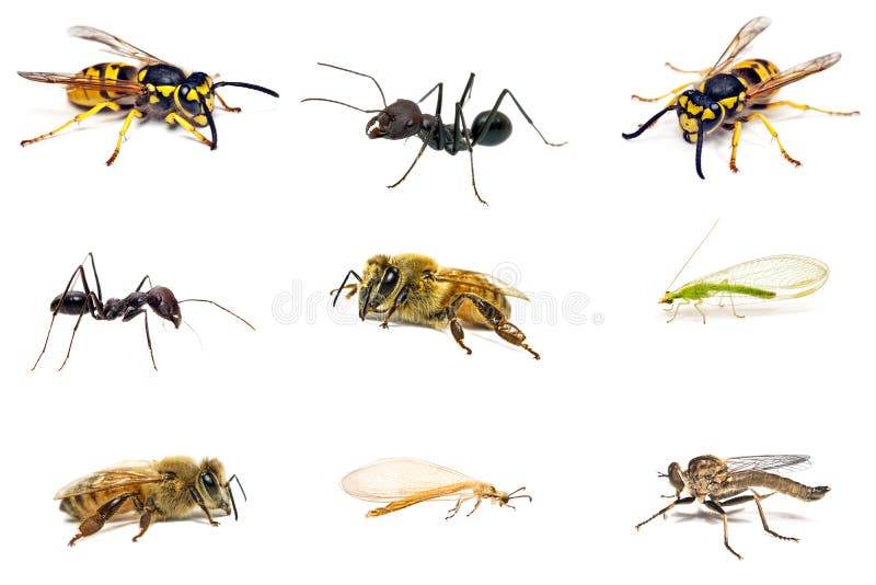 Set insects stock image. Image of antenna, animals, life - 21902625