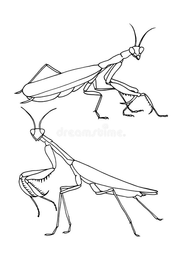 Set of Insect Mantis is a Simple Vector-based Illustration. Stock ...