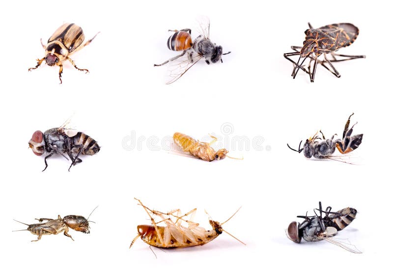 A set of insects stock image. Image of cockroach, variety - 120729233