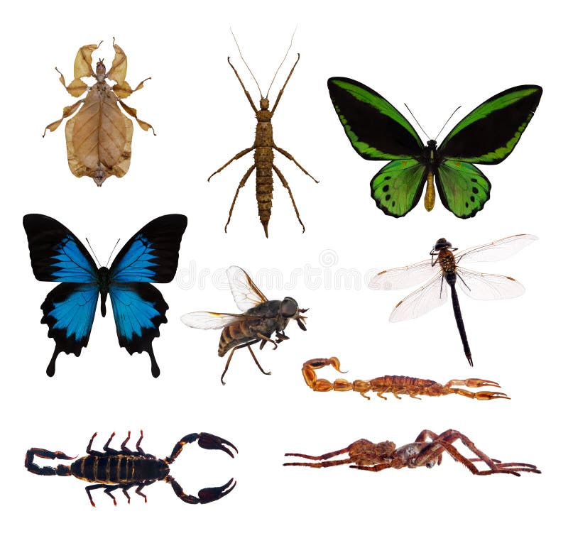 Nine Insects Isolated on White Stock Image - Image of close, wildlife ...