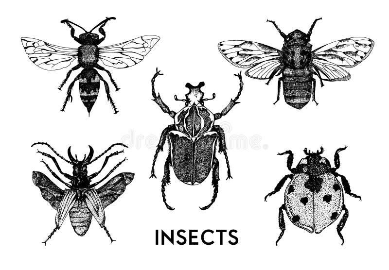 Sketched Insects Stock Illustrations – 97 Sketched Insects Stock ...