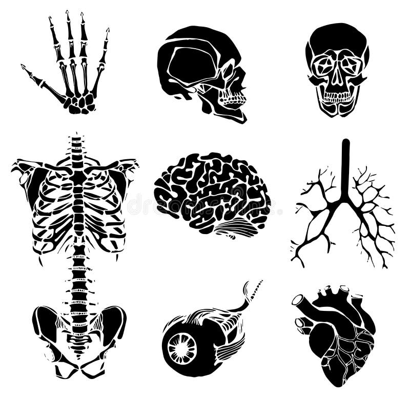 Set of an Internal of the Person Stock Vector - Illustration of ...