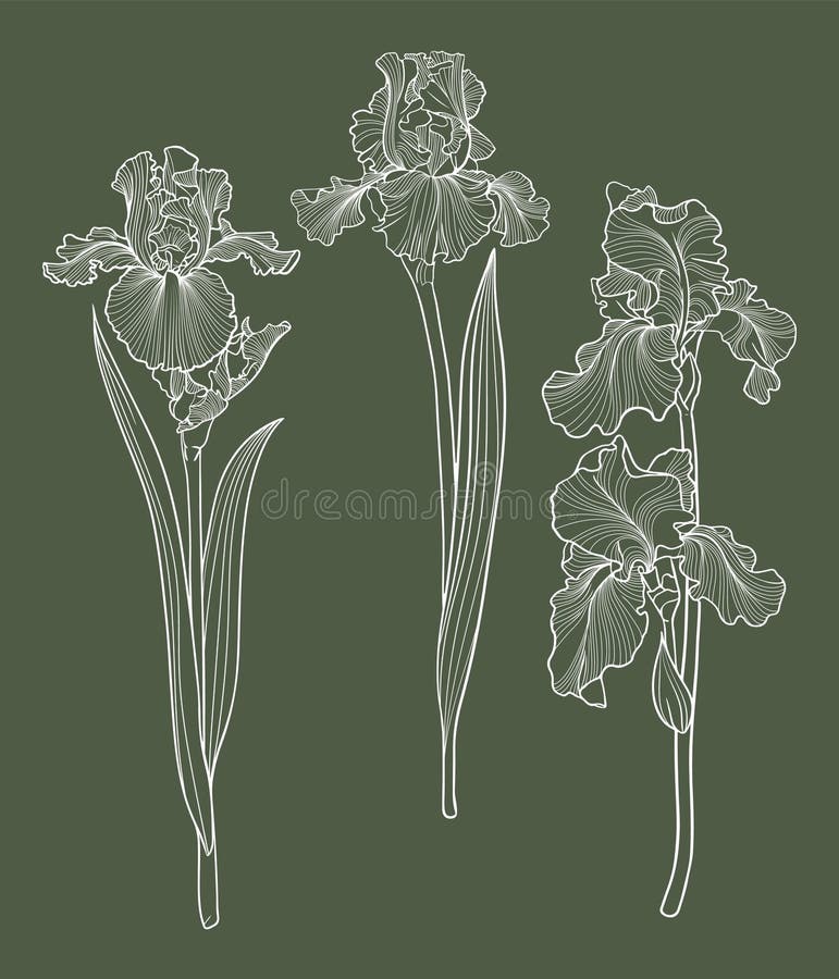 Set of Iris Flowers, Floral Vector Illustration Stock Vector ...