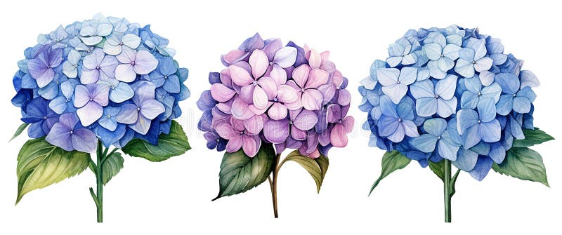 Set of Isolated Blue and Pink Hydrangea Flowers, Watercolor Drawing ...