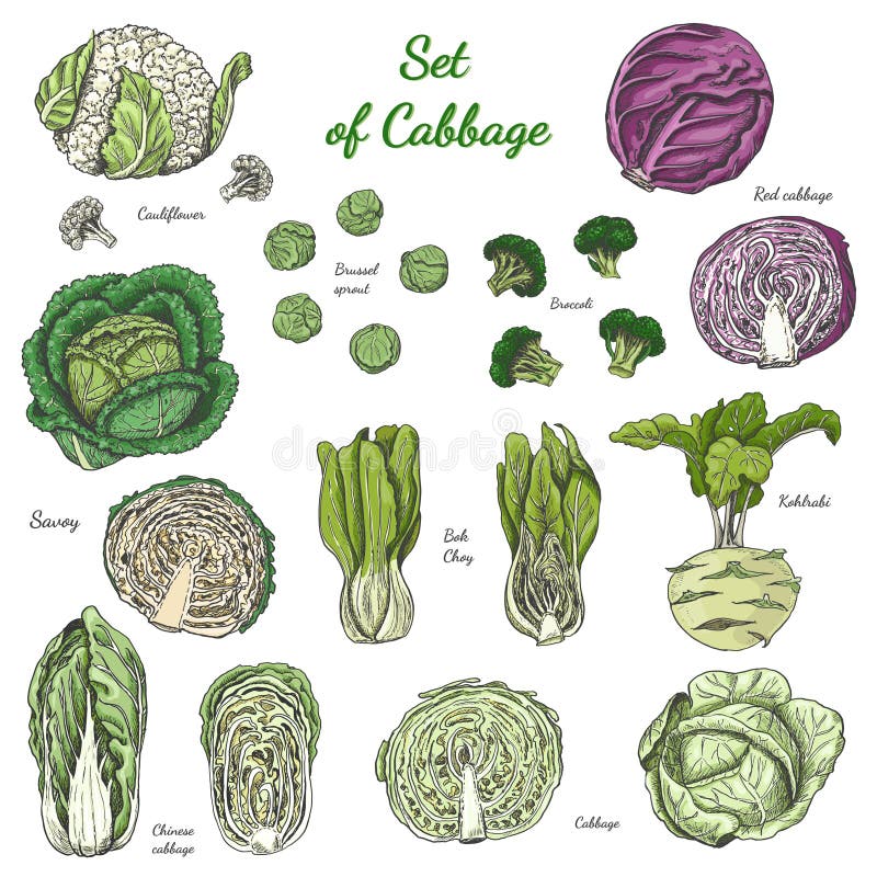 Set of Isolated Colored Label Cabbage Stock Vector - Illustration of ...