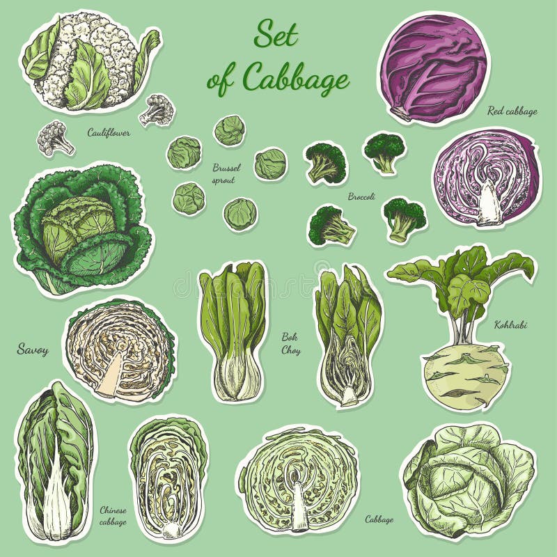 Set of Isolated Colored Label Cabbage Stock Vector - Illustration of ...