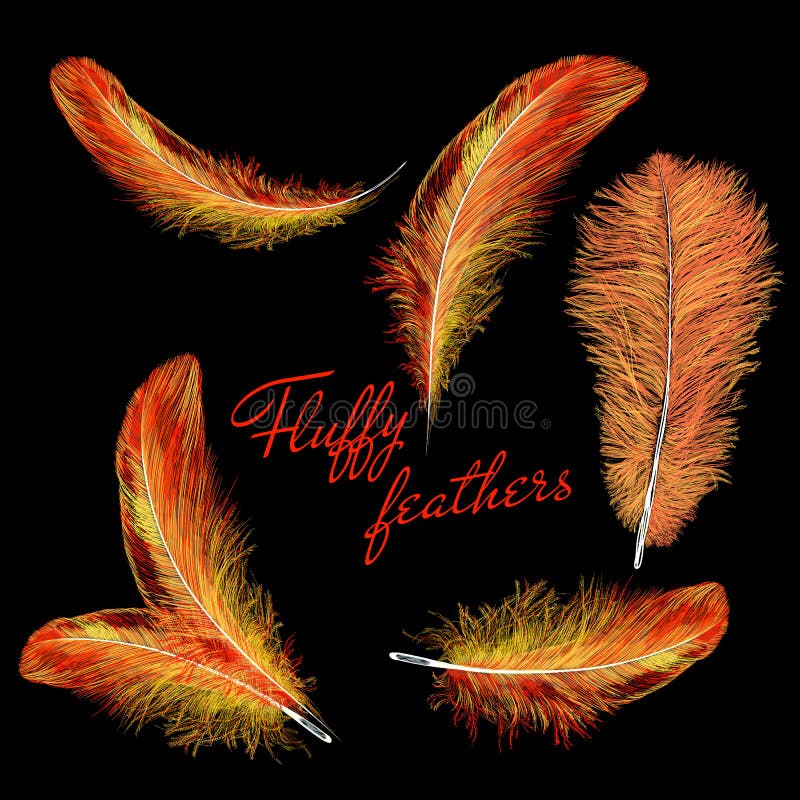 Fire Feathers Fire Bird Isolated on a Black Background. Easy Style, Can ...
