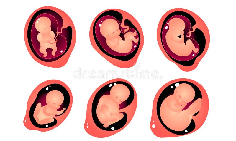 Stages of Embryo Development in Womb Vector Illustration Stock Vector ...