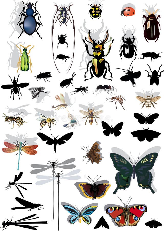 Set of Isolated Insects with Shadows Stock Vector - Illustration of ...